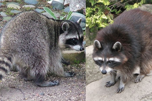 Jenots un jenotsuns - līdzīgi nosaukumi, atšķirīgi dzīvnieki / LR1 ...